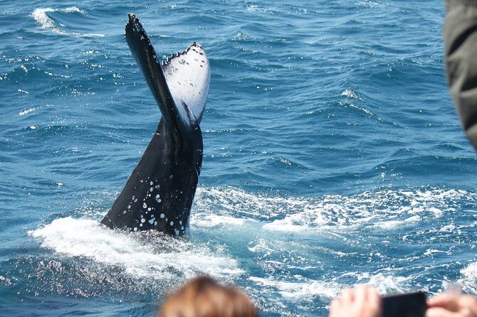 World class Whale Watching from Hervey Bay - Frequently Asked Questions