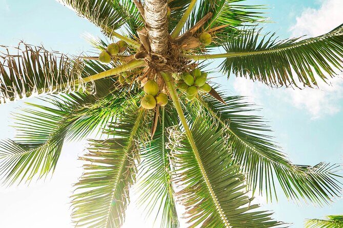 Xcaret to Tulum - Private Transfer with Optional Sightseeing - Who Should Consider This?