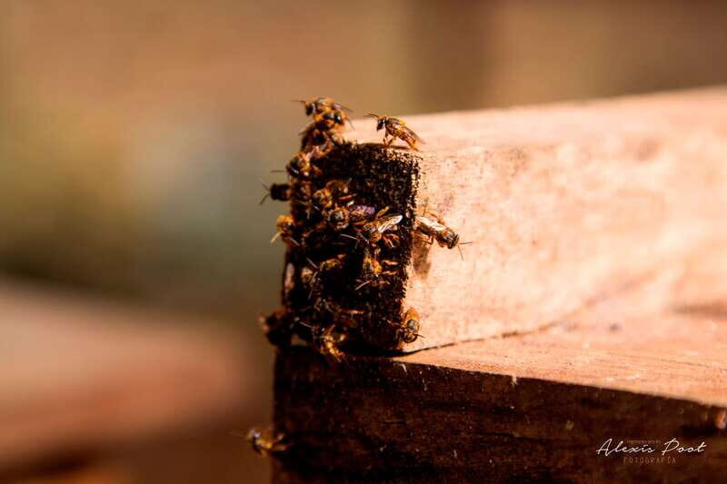 Xkopek, Mayan Bees Tour and Honey Tasting in Valladolid - What to Expect During Your Visit