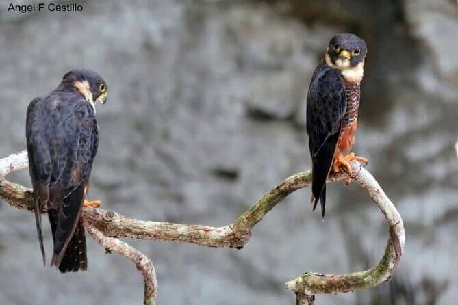 Xocen Birding - Who Should Book This Tour?