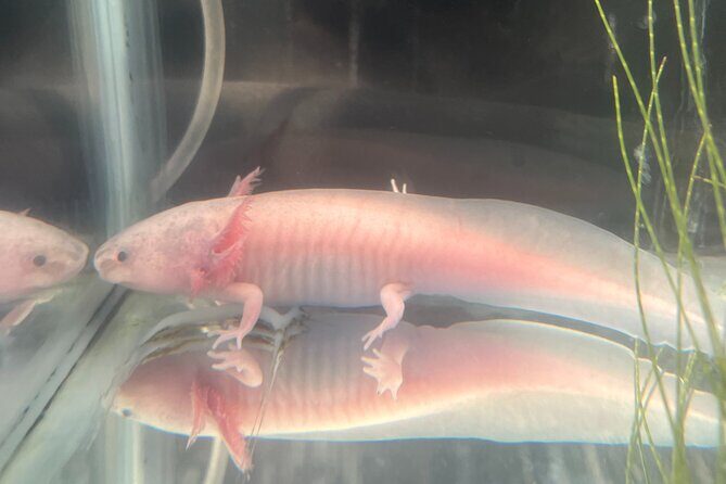 Xochimilco Boat Ride with Kids - An In-Depth Look at the Xochimilco Family Tour