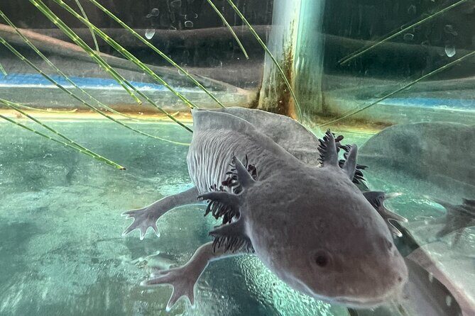 Xochimilco Boat Ride with Kids - FAQ