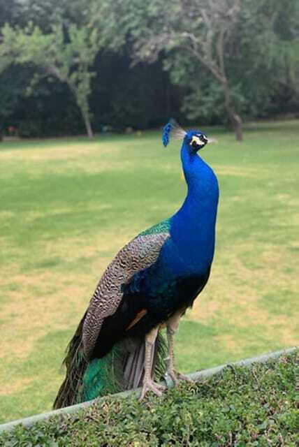 Xochimilco Canals and the Treasures of Coyoacán Tour - FAQ