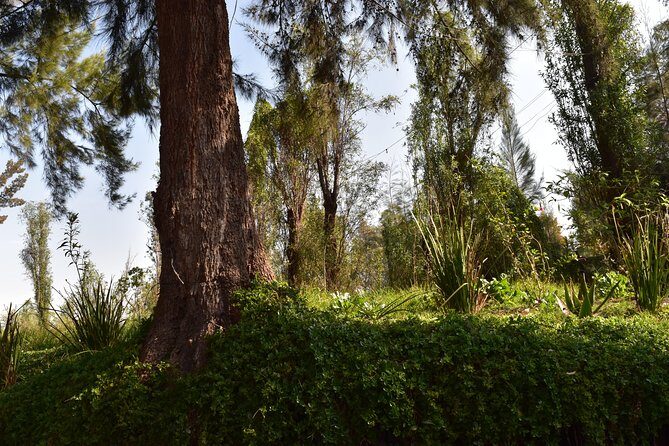 Xochimilco & Coyoacán Private Tour - Considerations and Tips