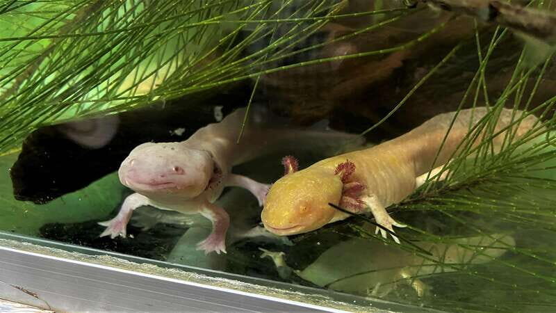 Xochimilco Day Trip: Farmland Food and Hop on a Trajinera - FAQ