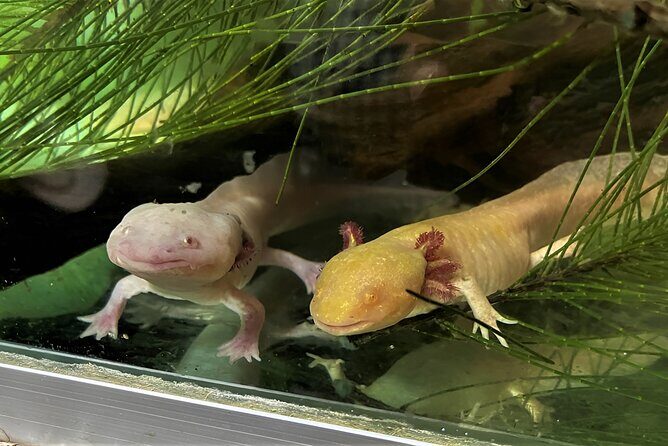 Xochimilco Day Trip Know a Farmland Food and Hop on a Trajinera - Final Words