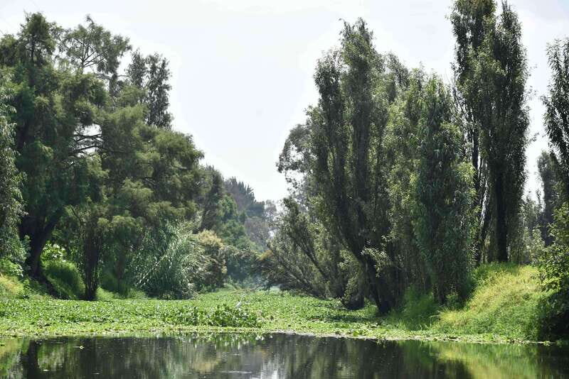 Xochimilco Serene: A Calm Cultural Escape from the Crowds - Practical Details and Value