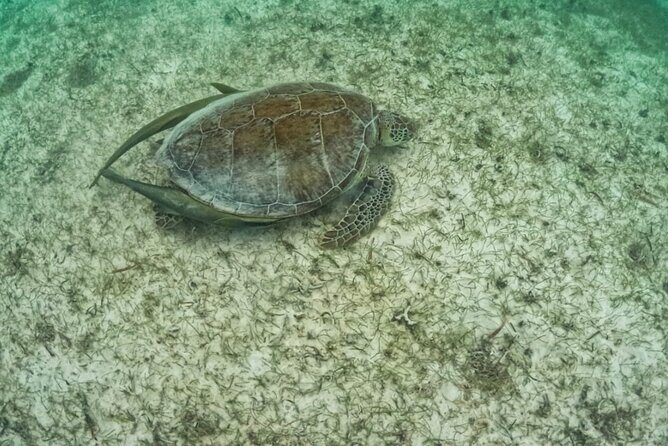 Yalku lagoon and turtles akumal sanctuary - Practical Tips to Maximize Your Experience  