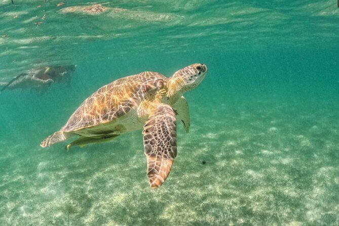 Yalku lagoon and turtles akumal sanctuary - Who Should Consider This Tour?  