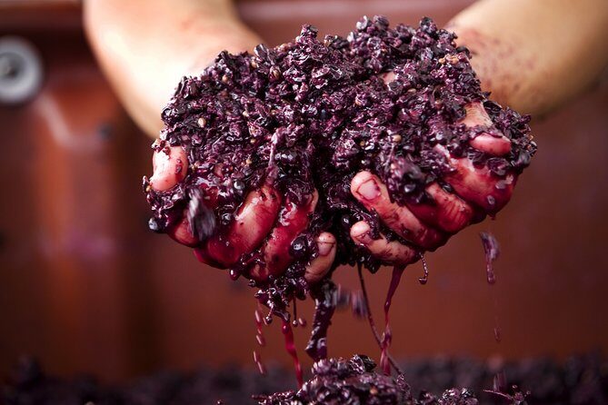 Yarra Valley Chandon Cheese & Sunset Kangaroos from Melbourne - Frequently Asked Questions