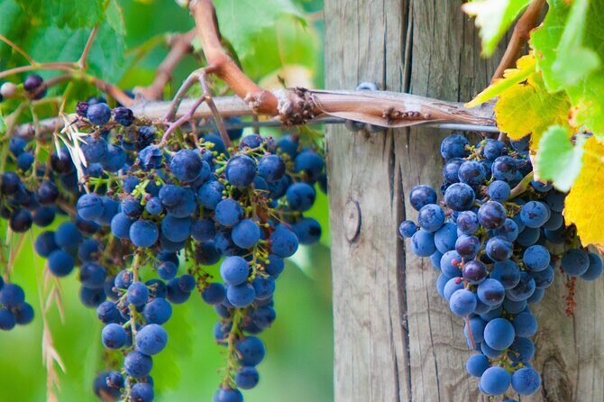 Yarra Valley, Dandenong Ranges inc. lunch with wine,plus morning tea,chocolate - FAQ