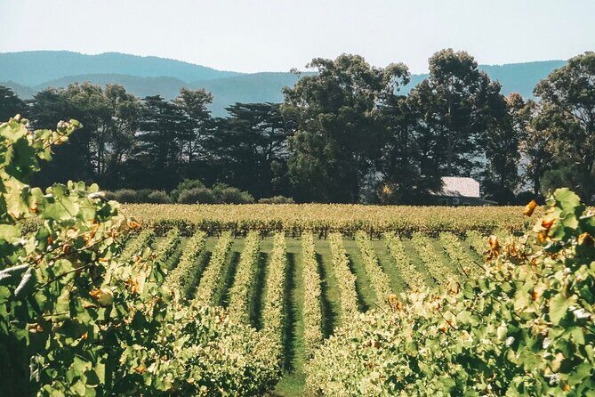 Yarra Valley luxe private tour with Champagne Brunch - Why This Tour Works Well