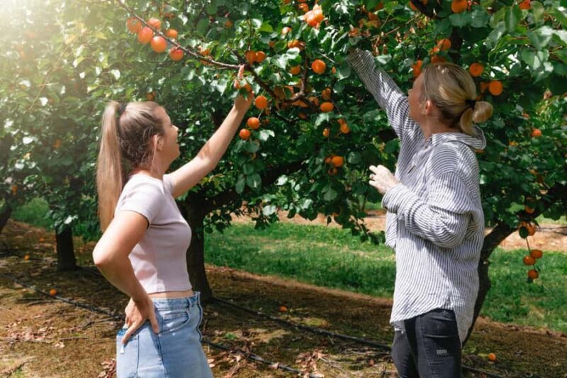 Yarra Valley: Orchard Tractor Tour with Fruit Tasting - Practical Details and Value