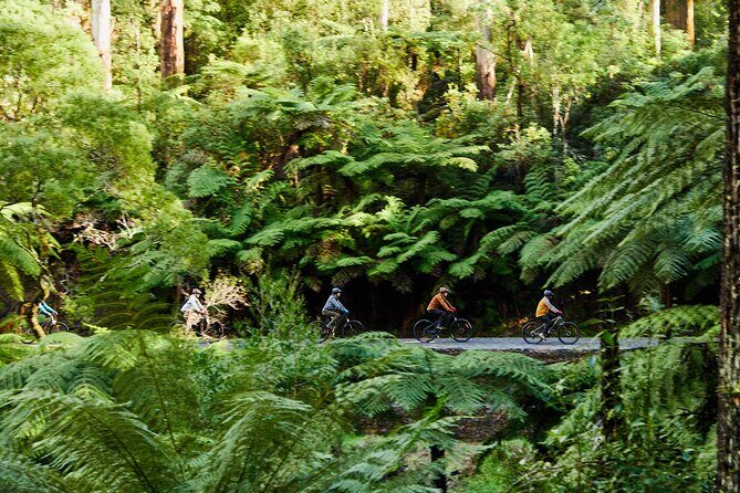 Yarra Valley Redwood Forest Mountain Bike Adventure - Final Thoughts
