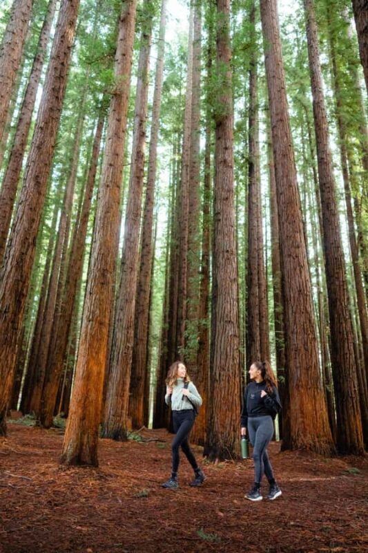 Yarra Valley: Redwood Forest Mountain Bike Adventure - Practical Considerations