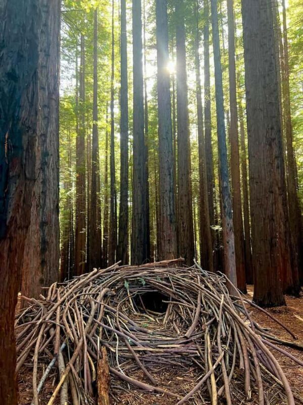 Yarra Valley | Redwoods, Wildlife, Wine, Chocolate - A Comprehensive Look at the Yarra Valley Tour