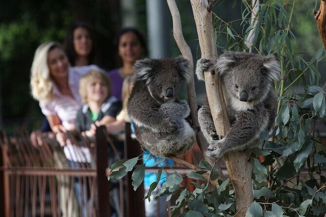 Yarra Valley Small Group | Redwoods, Wildlife, Winery & Chocolate - Key Points