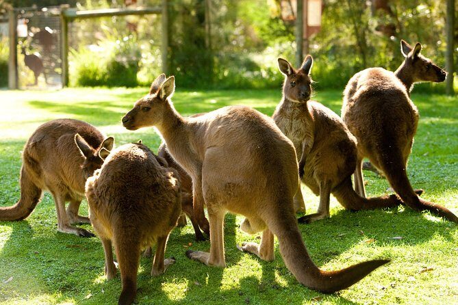 Yarra Valley Wildlife & Wine Day Tour with Healesville Sanctuary - Key Points