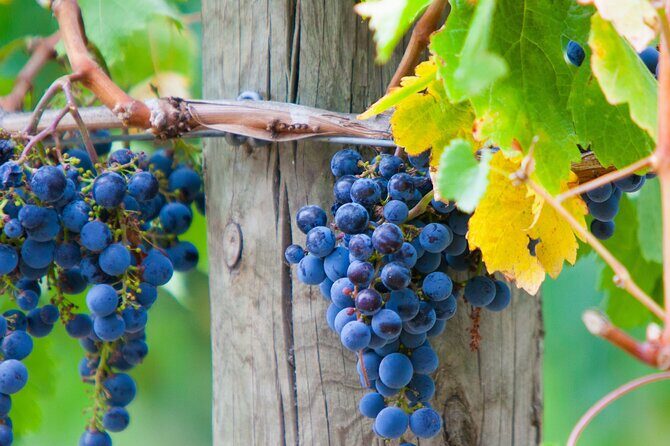 Yarra Valley Wine Tour inc lunch with a glass of wine, tastings and chocolate - Frequently Asked Questions