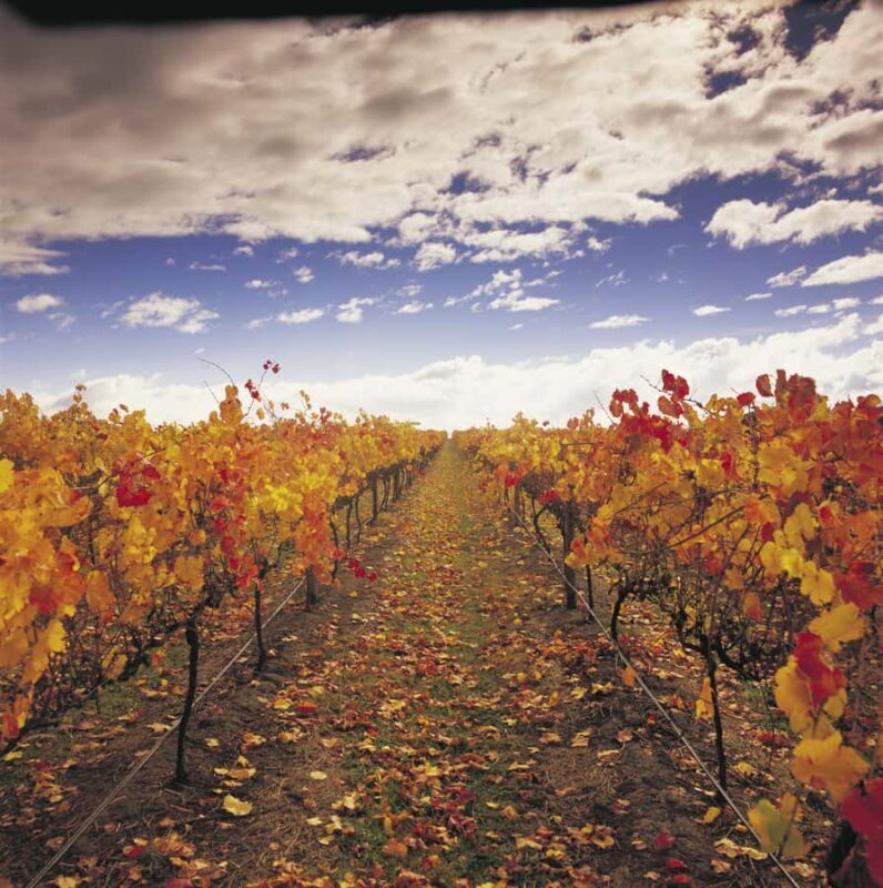 Yarra Valley: Winery Tour with Lunch at Yering Station - An In-Depth Look at the Yarra Valley Winery Tour