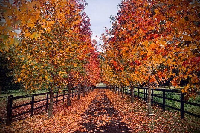 Yarramalong Valley Horse Farm Tours - An Authentic Farm Experience Close to Sydney
