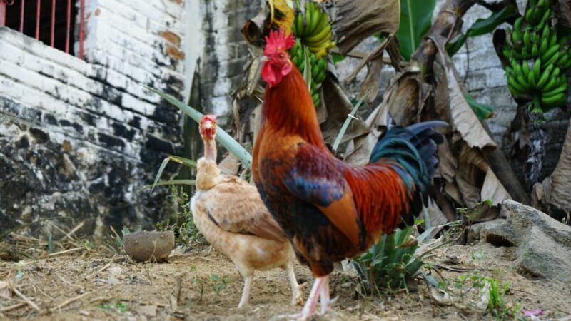 Yelapa: Catamaran Cruise with Lunch and Open Bar - What to Keep in Mind