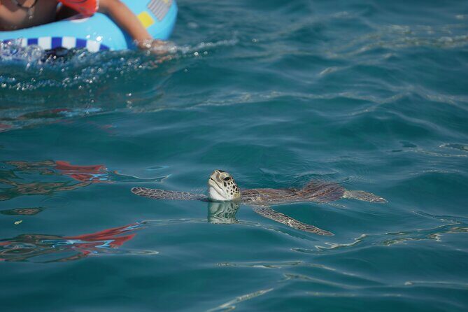 Yellow Boat Cruises: Afternoon Family Blue Lagoon & Turtle Cruise - An In-Depth Look at the Itinerary
