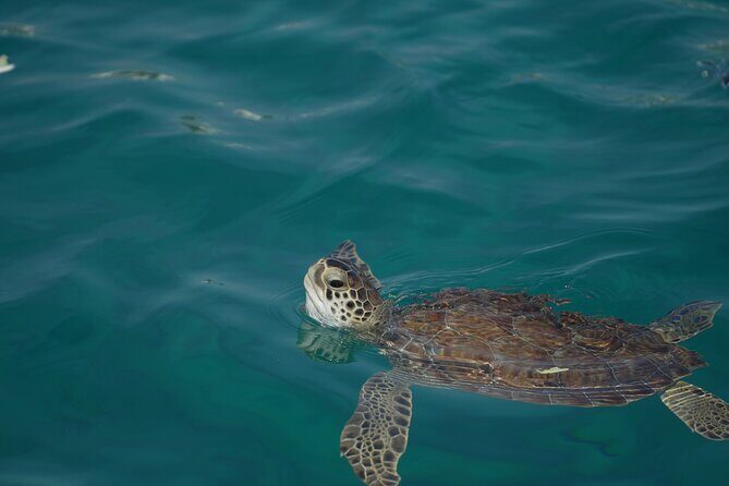 Yellow Boat Cruises: Morning Family Blue Lagoon & Turtle Cruise - FAQ