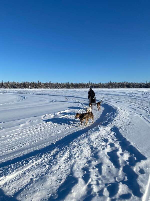 Yellowknife: Dog Sledding Tour - A Detailed Look at the Experience
