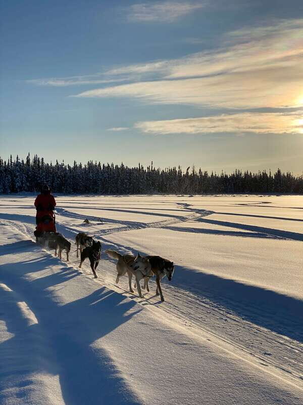 Yellowknife: Dog Sledding Tour - Who Should Book This Tour?