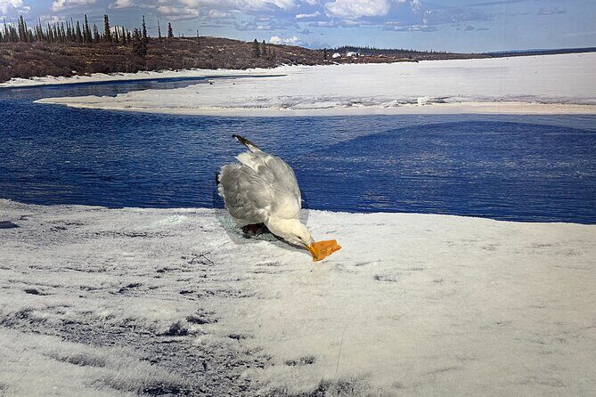 Yellowknife Sightseeing City Tour - Highlights of the itinerary