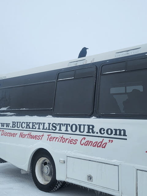 Yellowknife: Wild Bison Highway Tour - Frequently Asked Questions