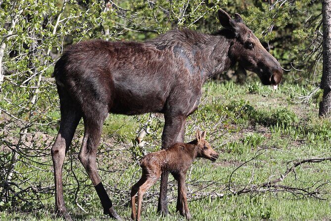 Yellowstone Full Day Tours - FAQ