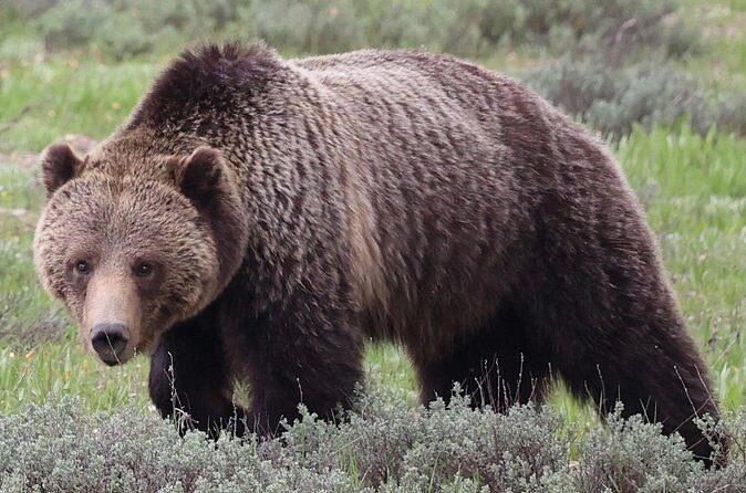 Yellowstone Full Day Tours - Guides and Group Experience