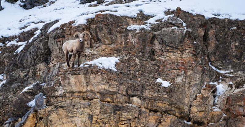 Yellowstone National Park: 3 Day Wildlife Photography Tour - Introduction: What to Expect from This Yellowstone Photography Tour