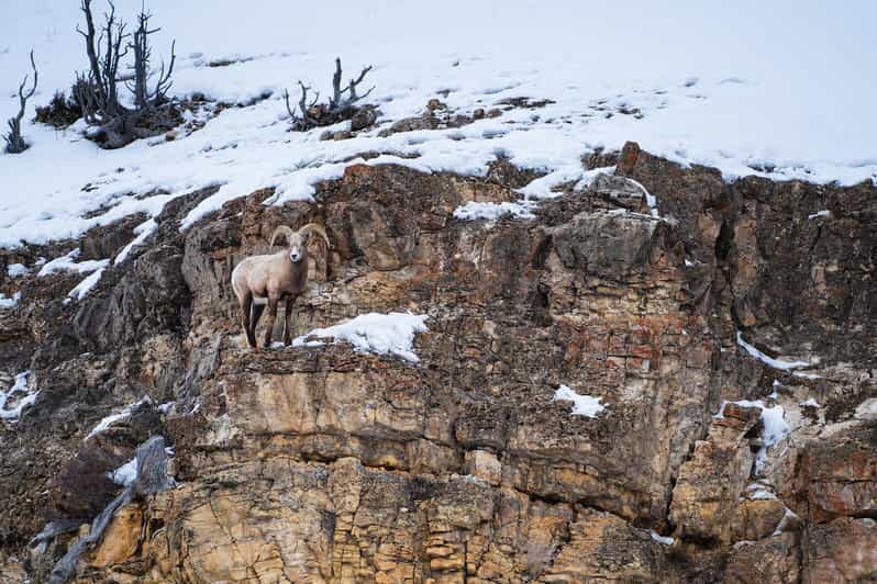 Yellowstone National Park: 3 Day Wildlife Photography Tour - Why This Tour Is Worth Considering
