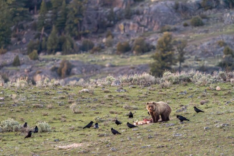Yellowstone National Park: 3 Day Wildlife Photography Tour - FAQ