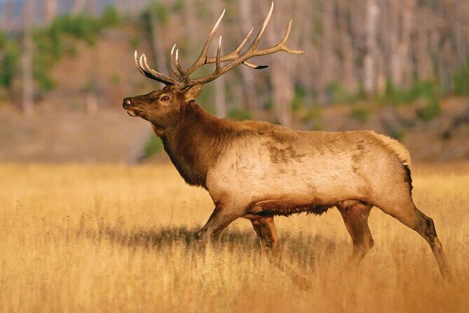 Yellowstone Private Tour Up To 14 - A Surprise Activity Included - FAQ