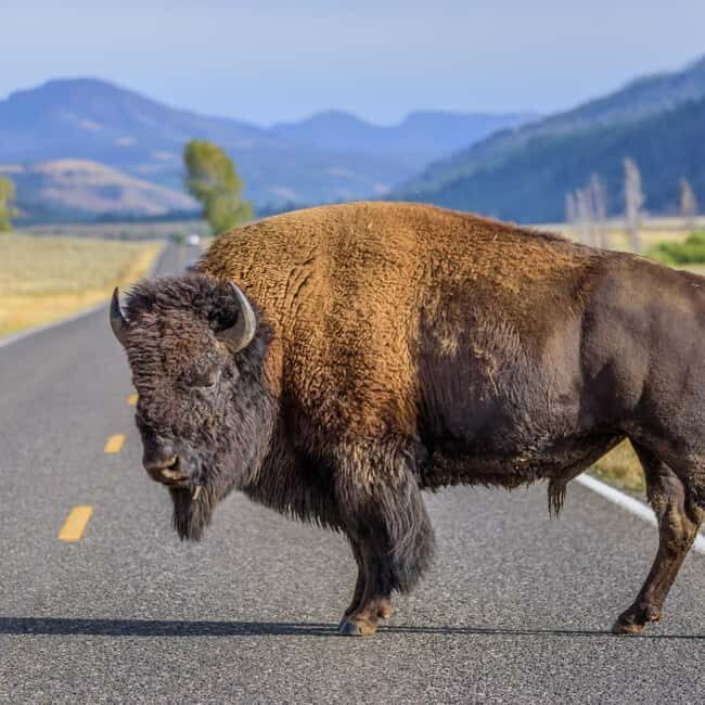 Yellowstone Private Tour Up To 14 Surprise Activity Included - The Sum Up