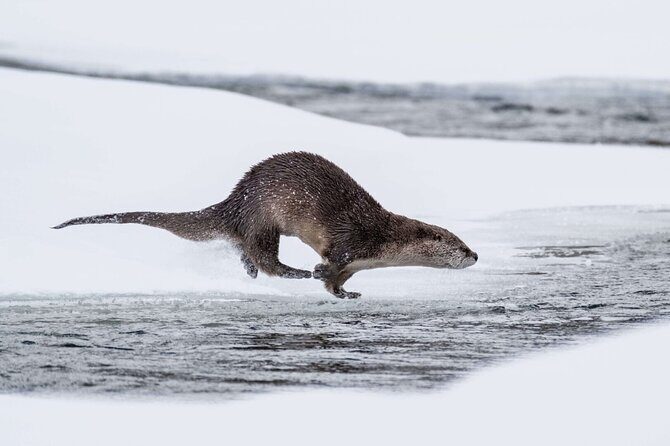 Yellowstone Winter Day Adventure - Who Will Love This Tour?