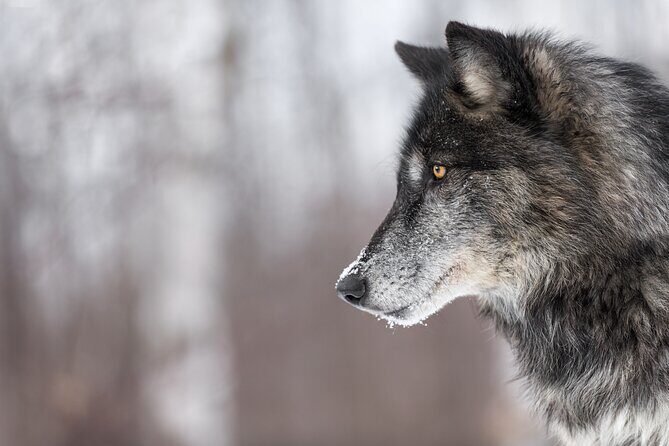 Yellowstone Wolves and Winter 4Day/3Night Adventure from Montana - Exploring Yellowstone in Winter: A 4-Day Wolves and Wildlife Adventure