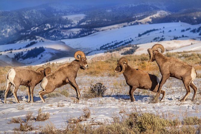 Yellowstone Wolves and Winter 4Day/3Night Adventure from Montana - The Sum Up: Is It Worth It?