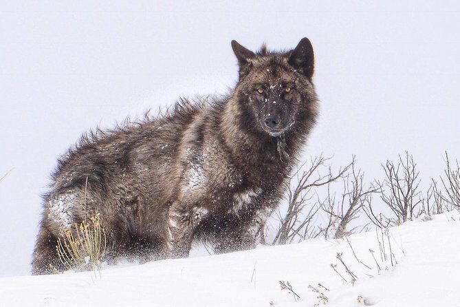 Yellowstone Wolves and Winter 4Day/3Night Adventure from Montana - FAQ