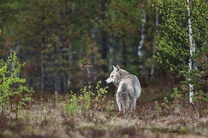 Yellowstone's Lamar Valley & Picnic With Wildlife Guide - Exploring the Itinerary in Detail