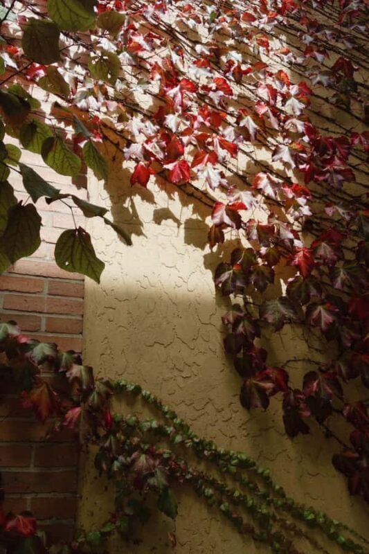 Yering Winery, LV Chandon Winery, Puffing Billy Steam Train - Key Points