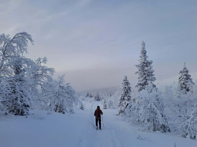 Ylläs: Guided Nordic Skiing Tour in Lapland Wilderness - Who Would Love This Tour?