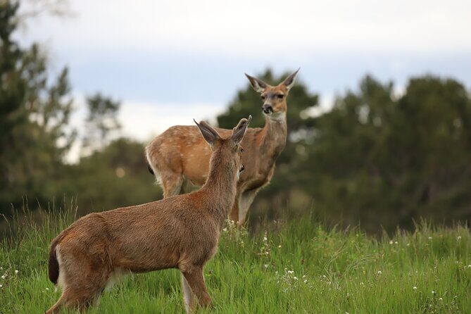 Yoga & Forest Bathing Day Retreat - Key Points