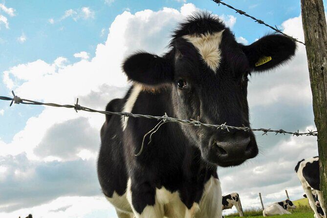 Yoga & Soundbath in Nature near Brighton - The Sum Up