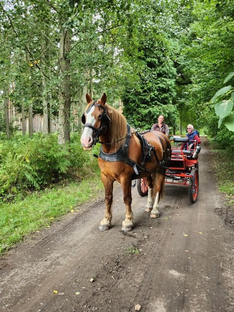 York: Horse Drawn Carriage Ride Around the Countryside York - What to Expect During the Ride