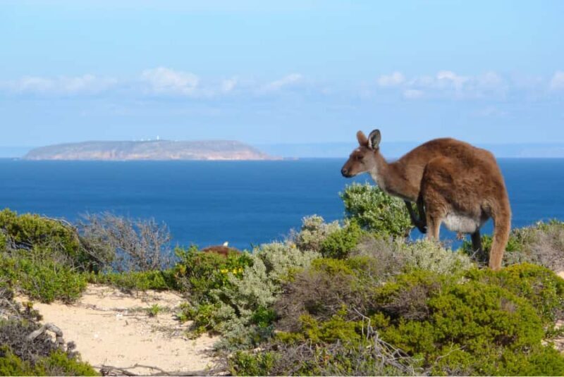Yorke Peninsula: 3-Day Coastal Wilderness Tour from Adelaide - The Sum Up